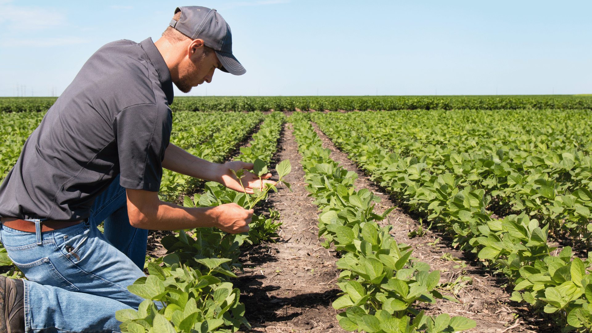 Agropecuária no Brasil: veja os desafios e oportunidades do setor! - Eu ...